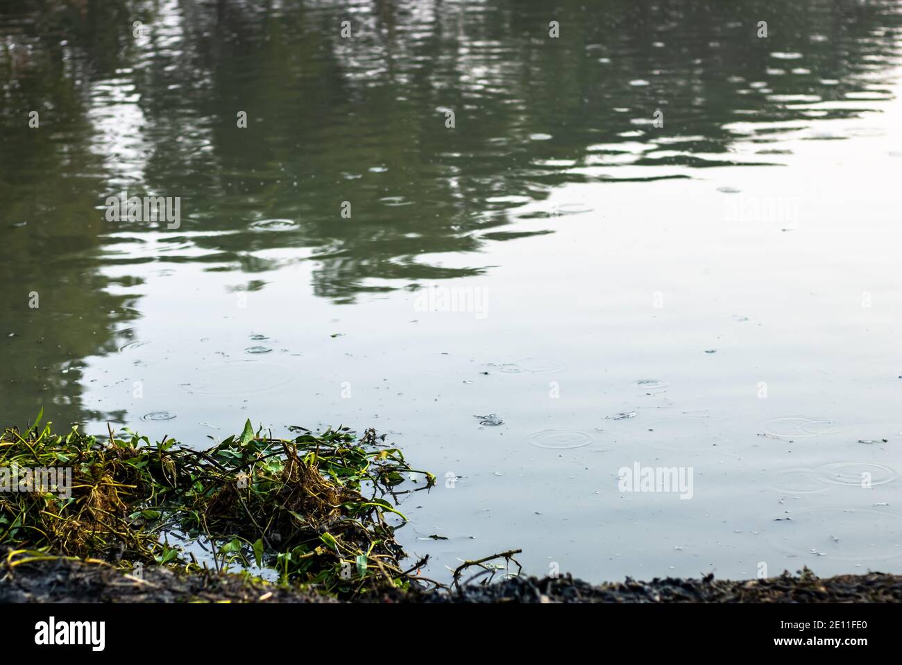 A fish farming pond after collecting fish from the pond Stock Photo - Alamy