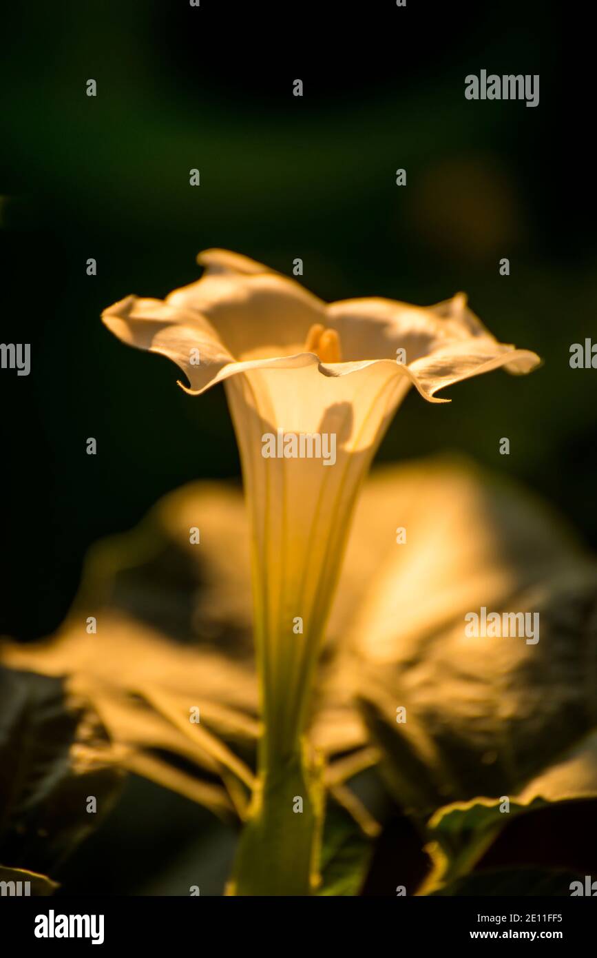 Datura Stramonium, Thorn-apple With Flower Stock Photo - Alamy