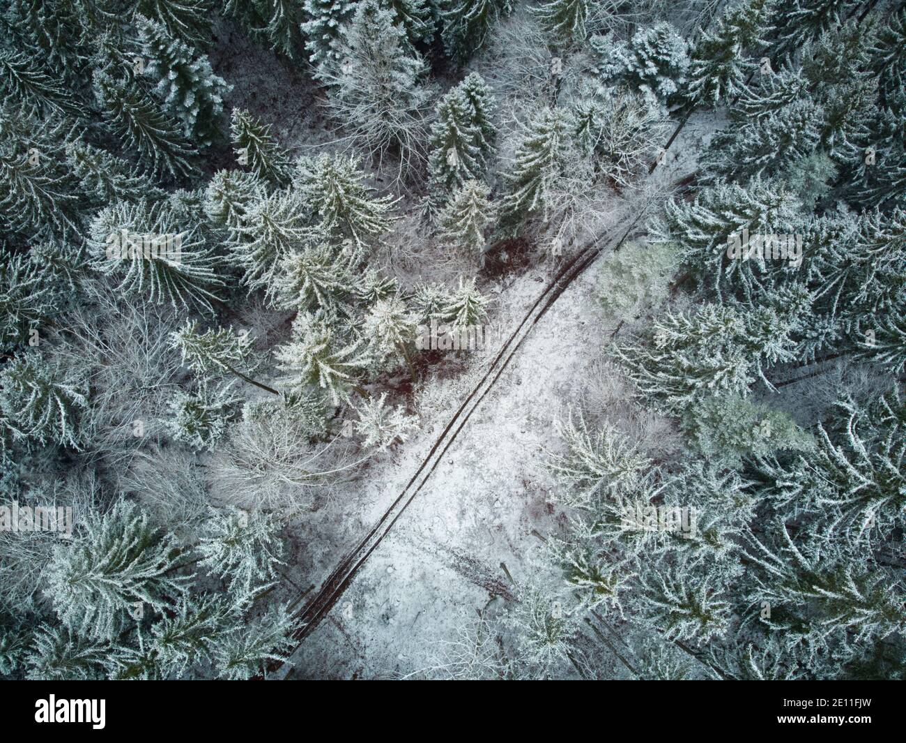 Top down view of a snow covered conifer forest. Birds eye view of a ...