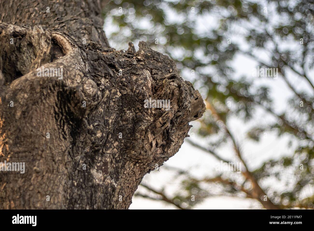 Bark on a tree or Tree knot close up texture with bokeh background ...