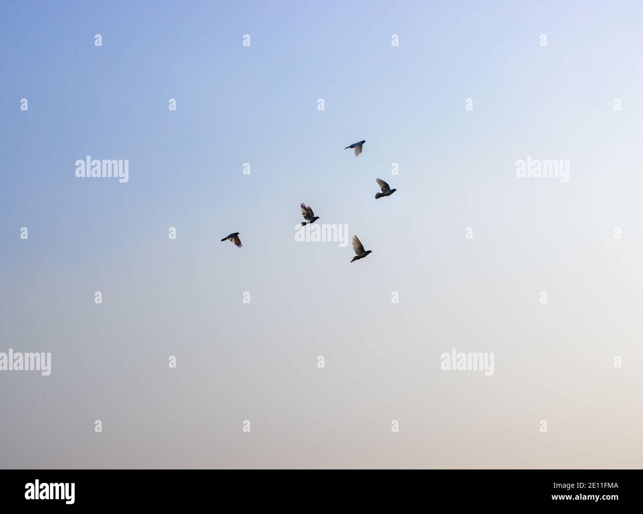 Beautiful flying Pigeon swarm under the clear blue sky before the ...
