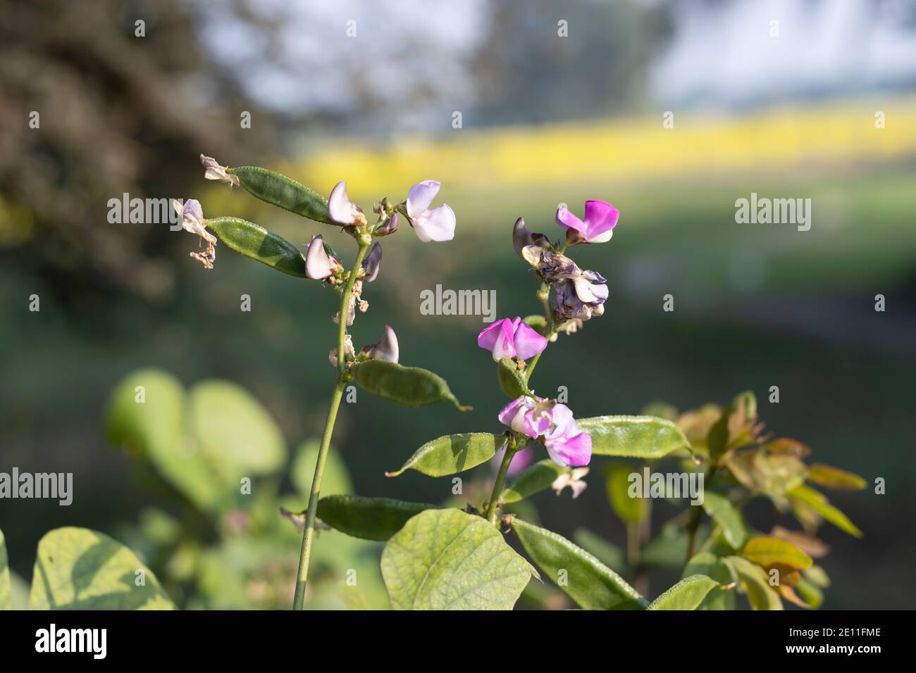 Bloomed green common beans with purple and white flowers and leaves in ...