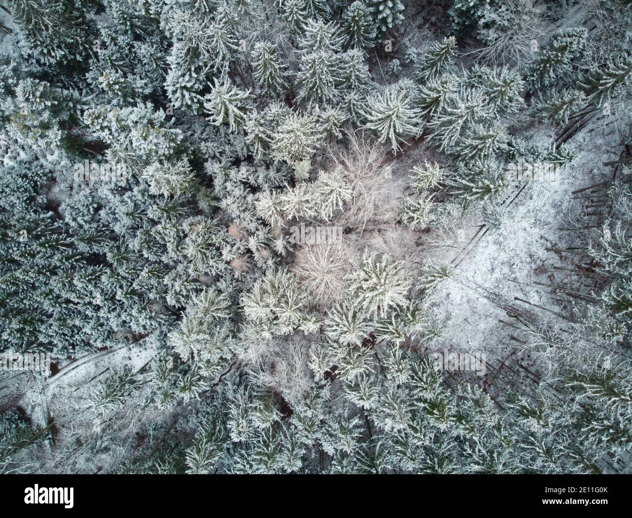 Top down green spruce forest hi-res stock photography and images - Alamy