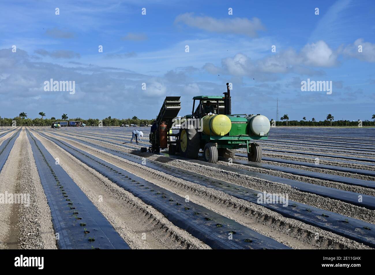 Mechanized seedling planter planting fields near Homestead, Florida on ...