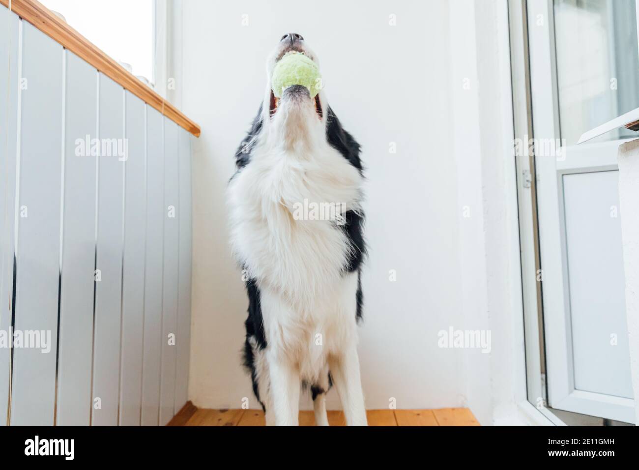 Funny portrait of cute smiling puppy dog border collie holding toy ball ...
