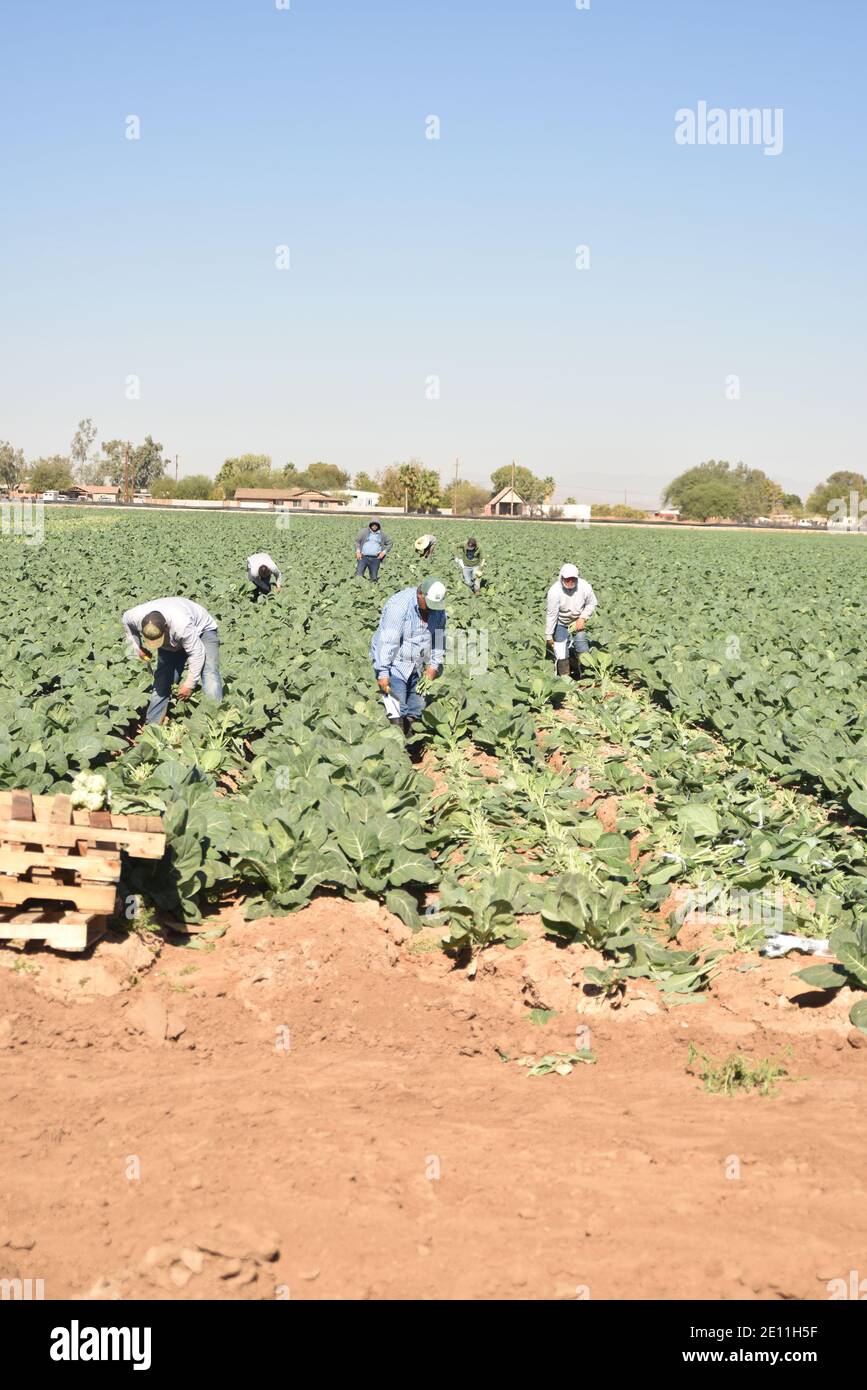 Harvesting collard greens hi-res stock photography and images - Alamy