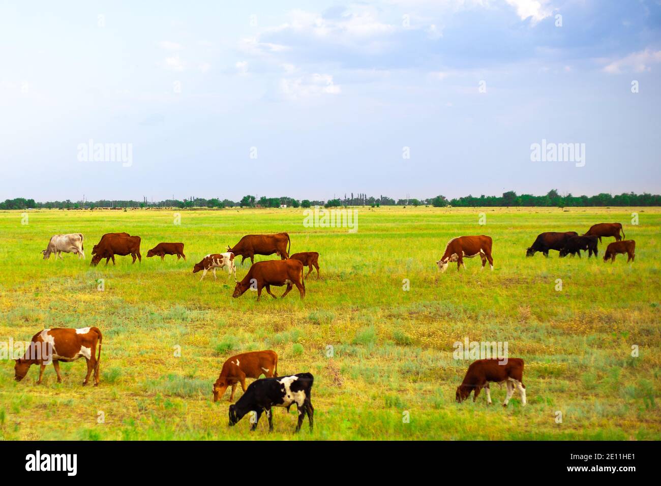 Selective breeding cattle hi-res stock photography and images - Alamy