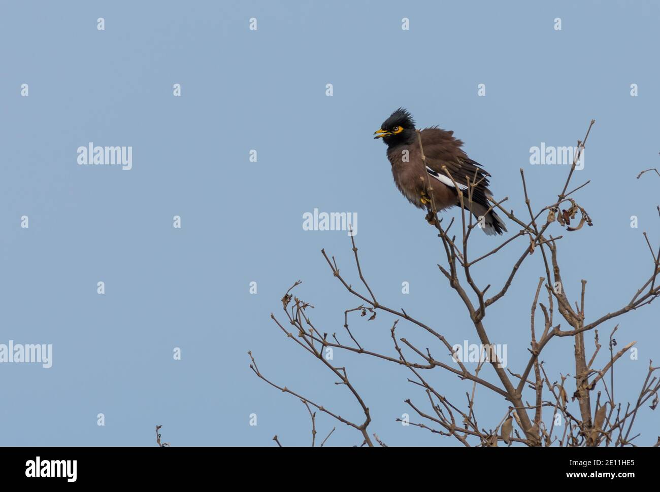Myna closeup hi-res stock photography and images - Alamy
