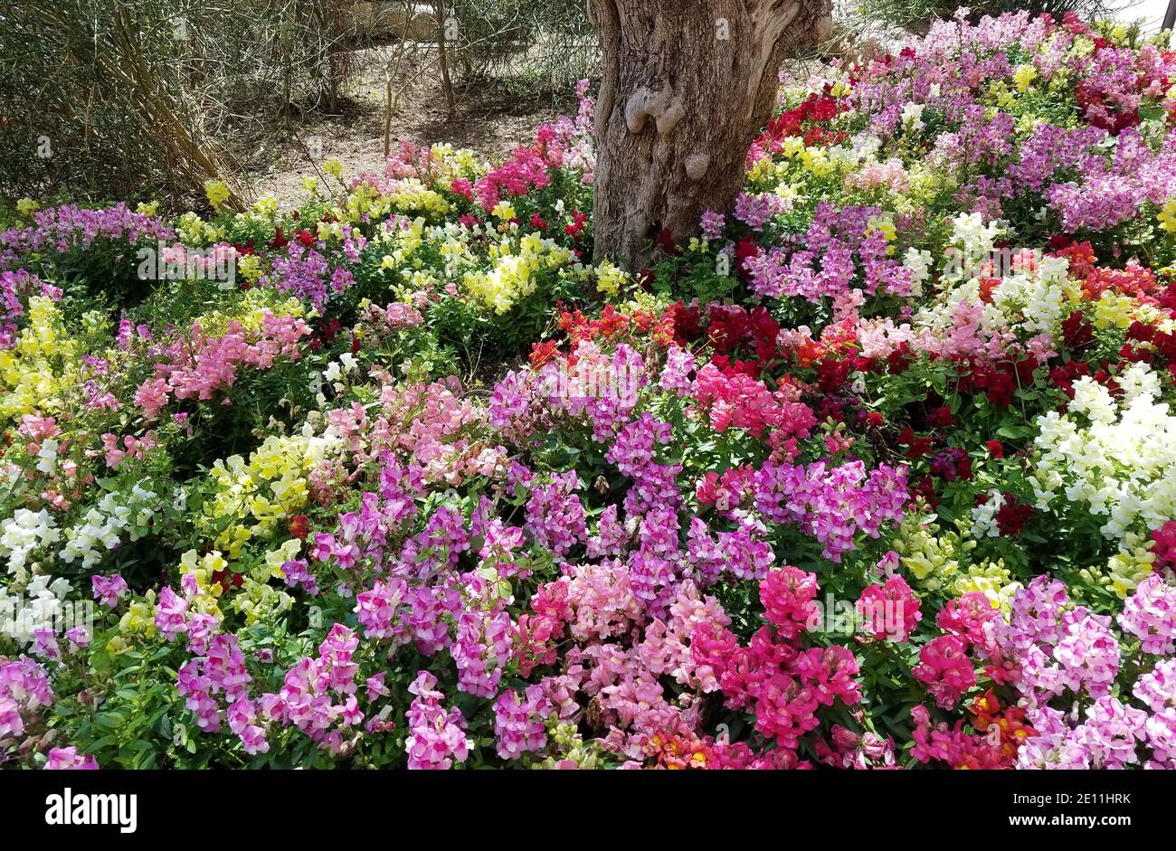 Landscape background with a mix of multicolored snapdragon flowers in ...