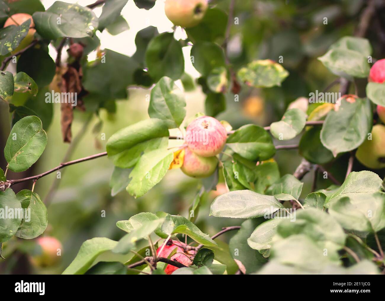 Red apples on tree branch in summer garden Stock Photo - Alamy