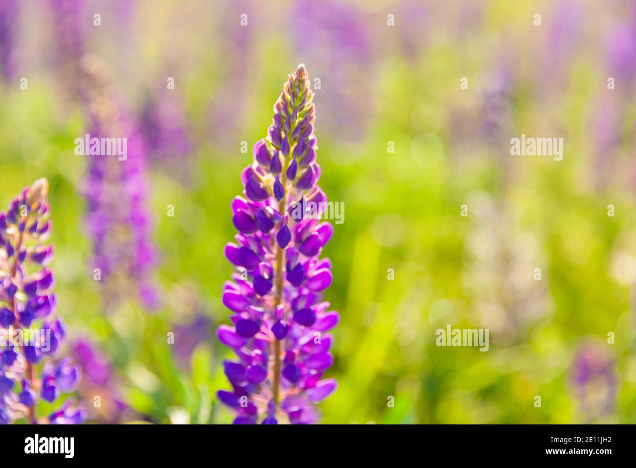 Beautiful blooming lupine flowers in spring time. Field of lupines ...