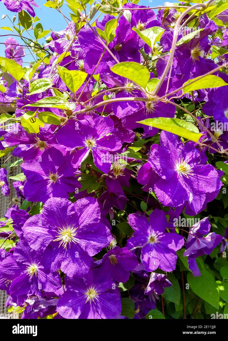Cluster of violet climbing Clematis flowers for floral landscape ...