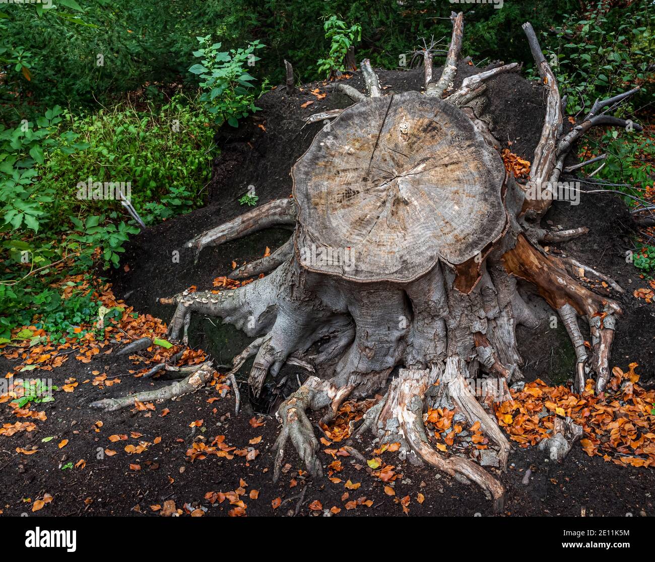 Uprooted Tree Stump Stock Photo - Alamy