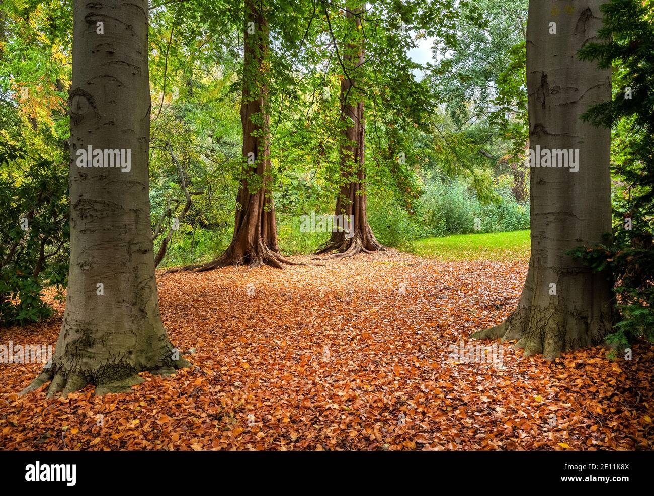 Autumn Leaves In The Forest Stock Photo - Alamy