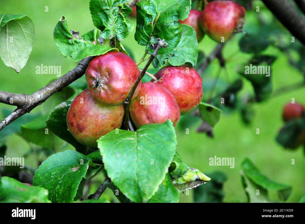 Red delicious apple branch hi-res stock photography and images - Alamy