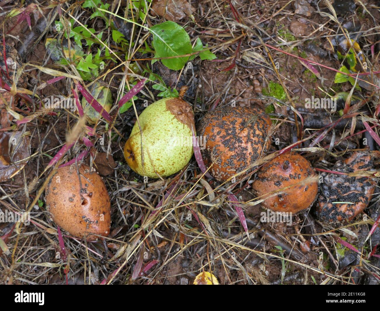 Pear and brown rot hi-res stock photography and images - Alamy
