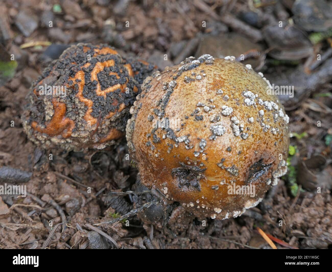 Pear And Brown Rot High Resolution Stock Photography and Images - Alamy