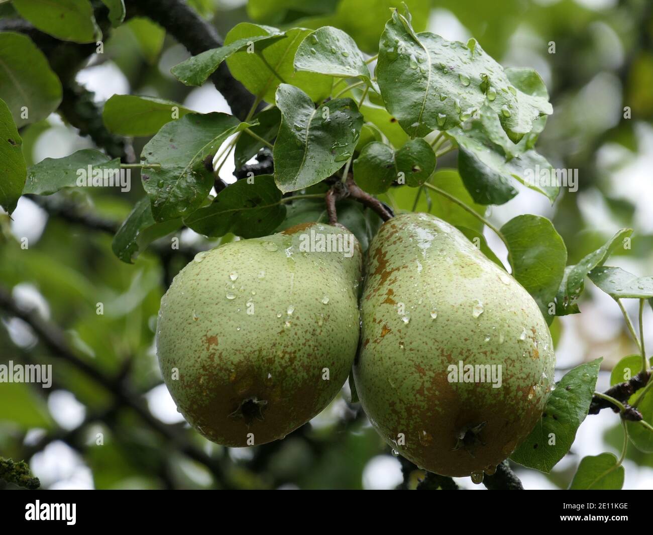 Two leafy branches hi-res stock photography and images - Alamy