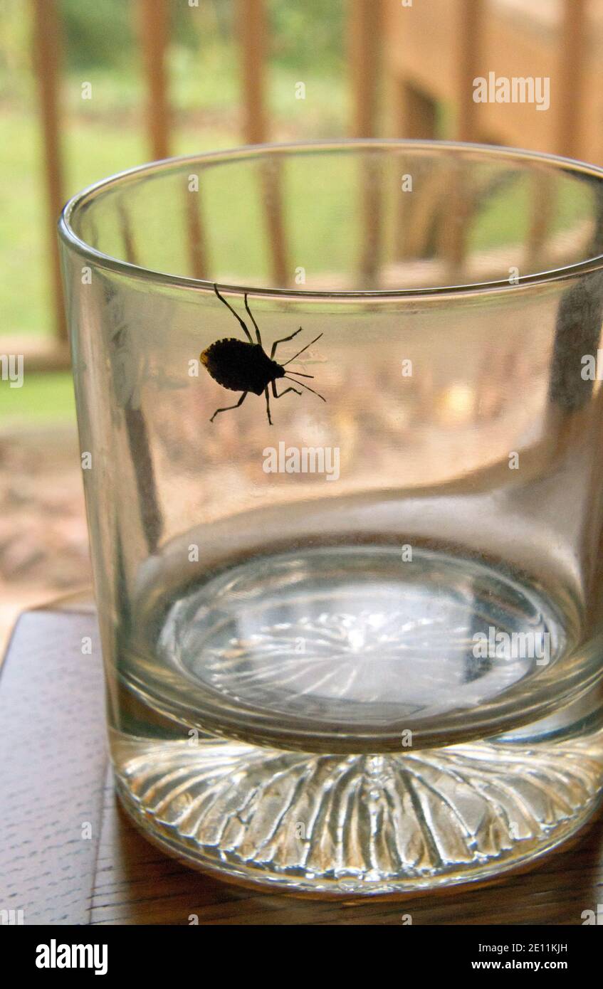 Stink bug drinking water hi-res stock photography and images - Alamy