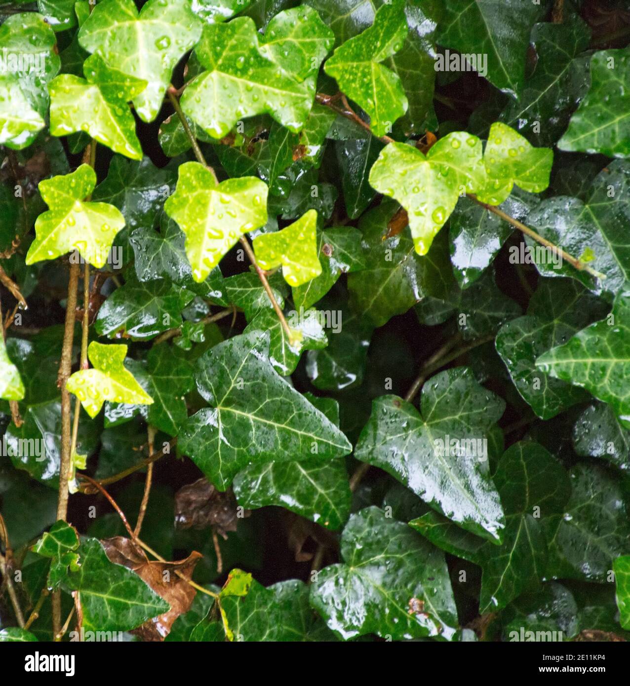 English ivy ground cover hi-res stock photography and images - Alamy