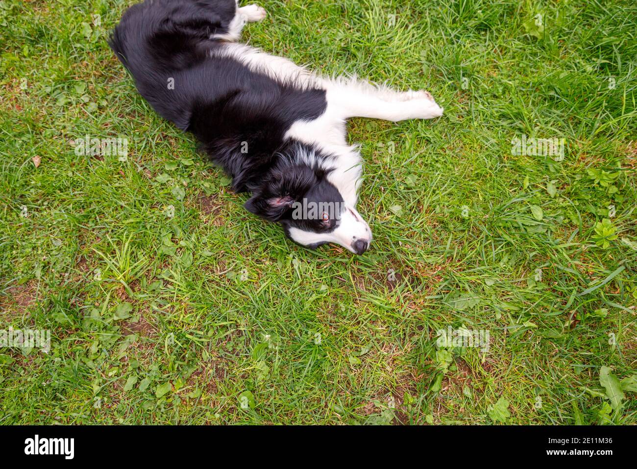 Outdoor portrait of cute smiling puppy border collie lying down on ...