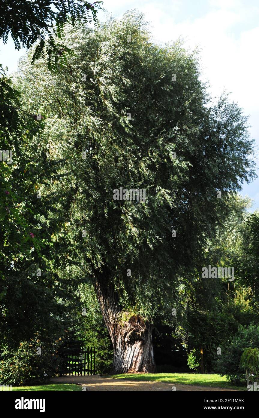 Populus tree hi-res stock photography and images - Alamy