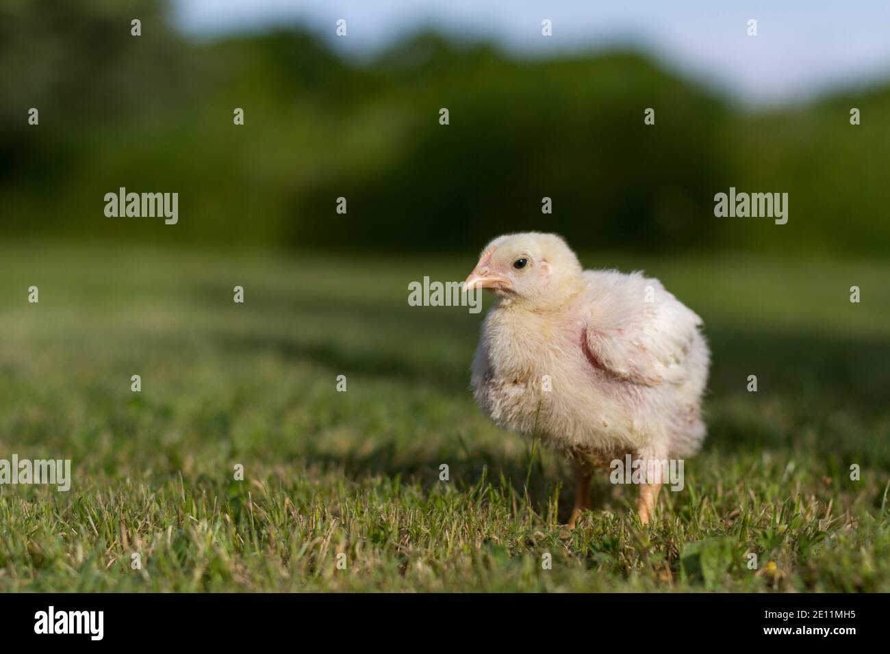 Turkey hen with chicks hi-res stock photography and images - Alamy