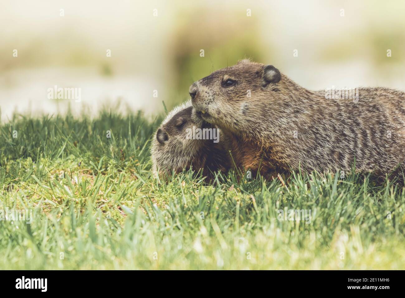 Young Groundhog kit, Marmota monax, cuddles next to mother groundhog in ...
