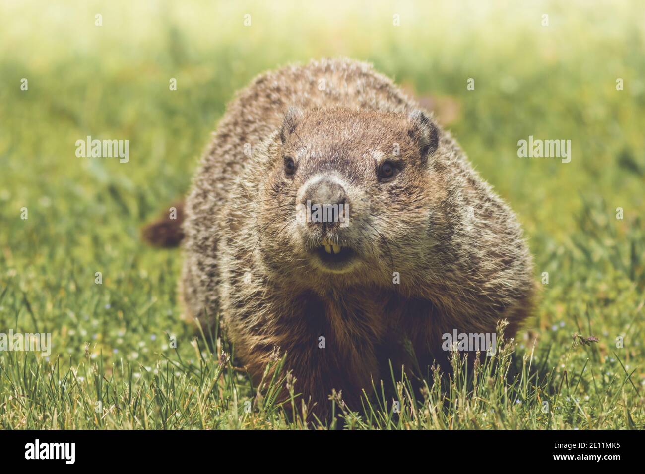 Cute groundhog face hi-res stock photography and images - Alamy