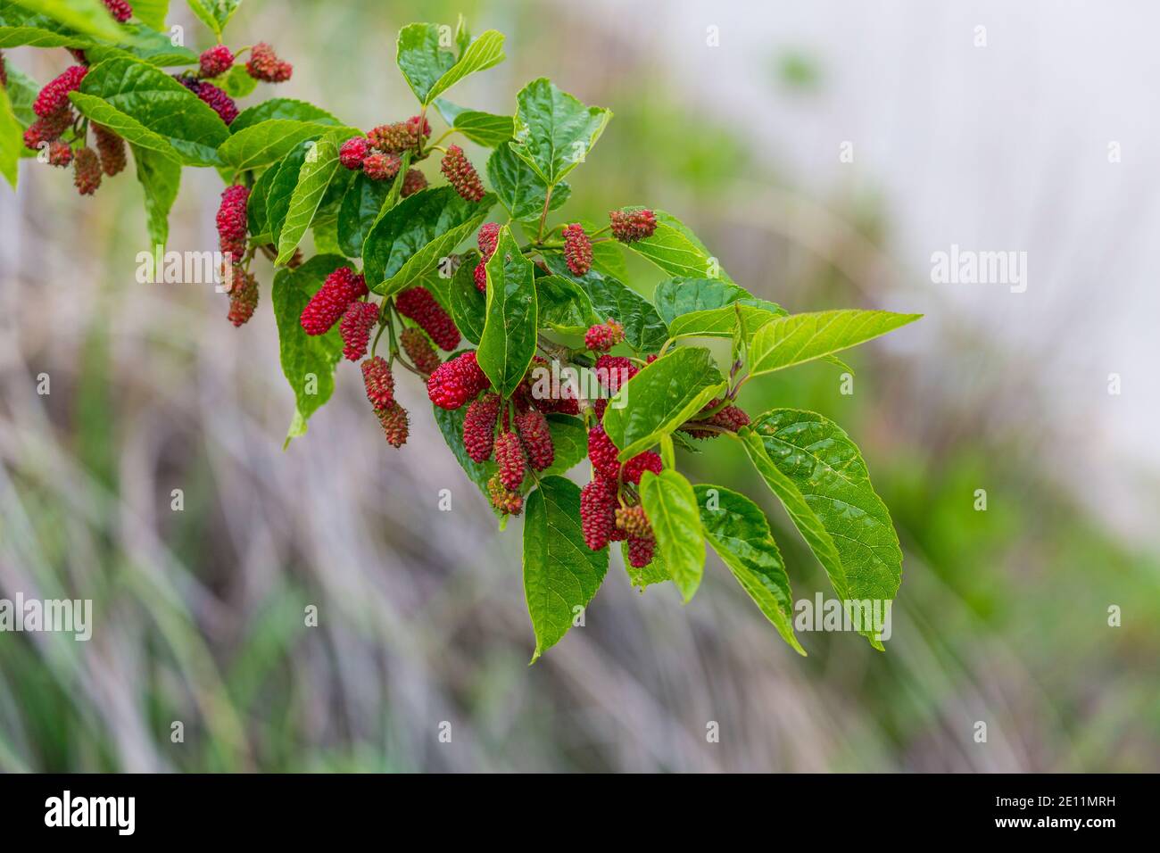 Mulberry tree fruits and leaves in Turkey Stock Photo - Alamy