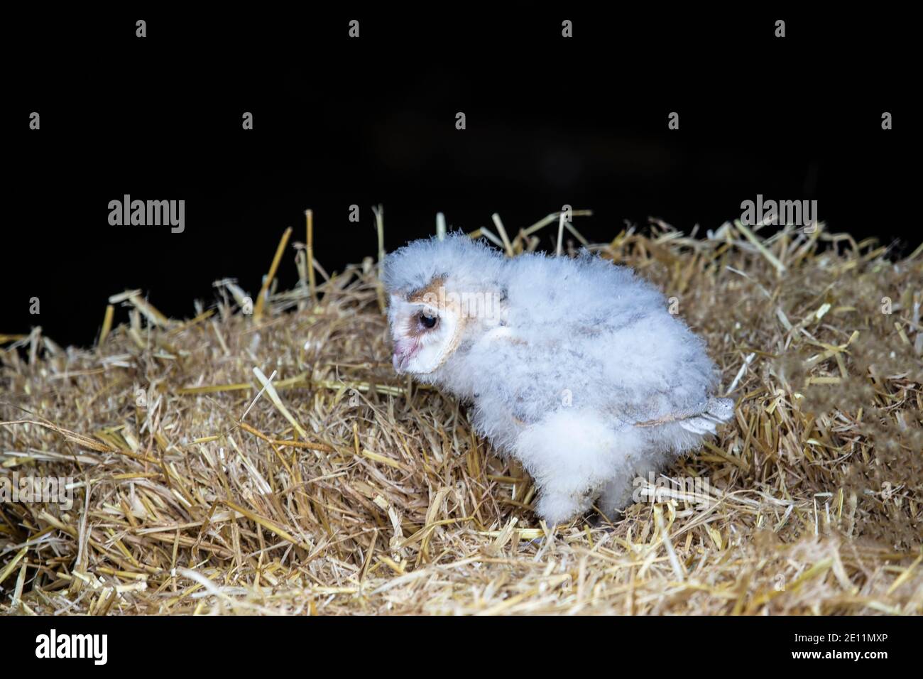 Baby barn owl hi-res stock photography and images - Alamy