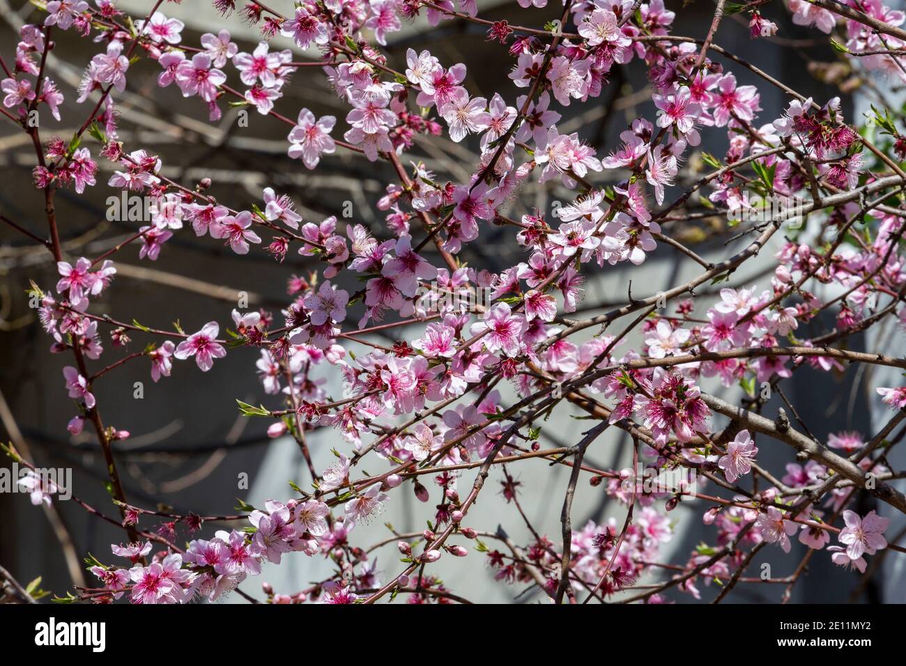 Cherry tree and newly bloomed cherry blossoms Stock Photo - Alamy