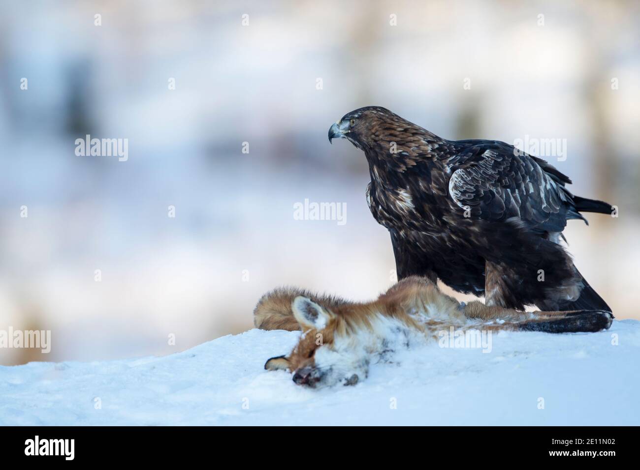 Golden Eagle with red fox carcass prey on a snowy hilltop in winter in ...