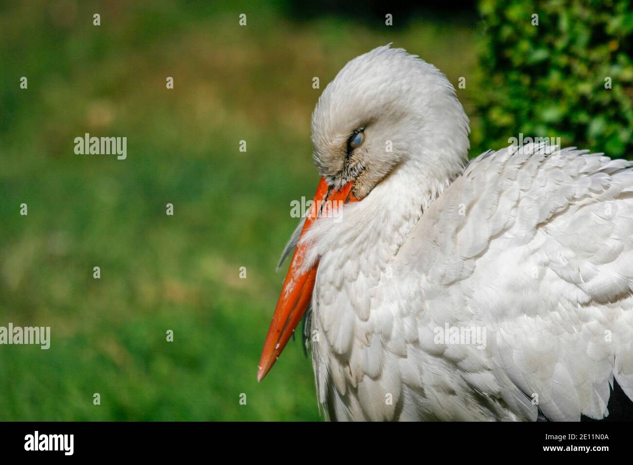 A standing napping white stork in Turkey Stock Photo - Alamy