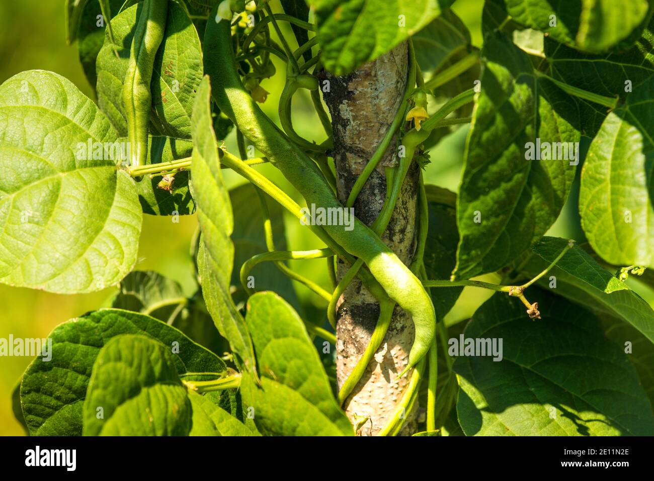 Green Beans, Cultivation In A Garden Stock Photo - Alamy
