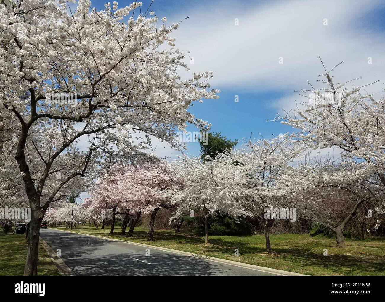 Cherry trees in full bloom during the springtime Cherry Blossom ...