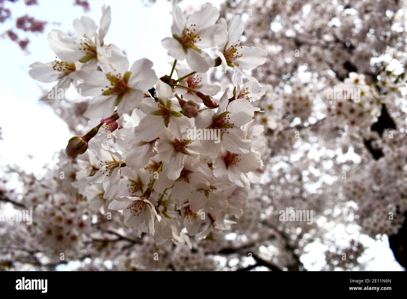 Close-up on blooming cherry tree flower clusters, for early spring ...