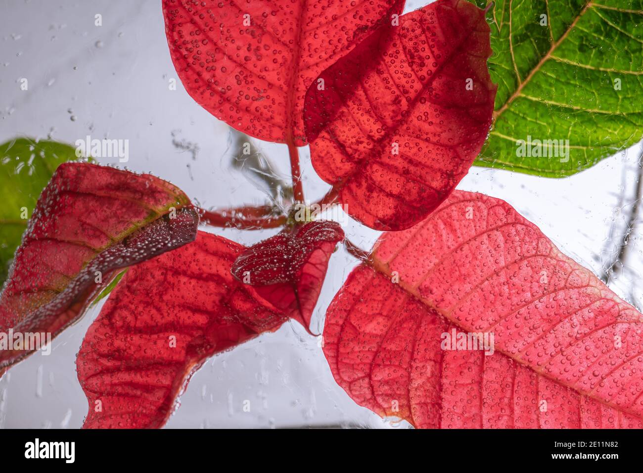 Christmas Flower In Crystal Clear Ice Stock Photo - Alamy