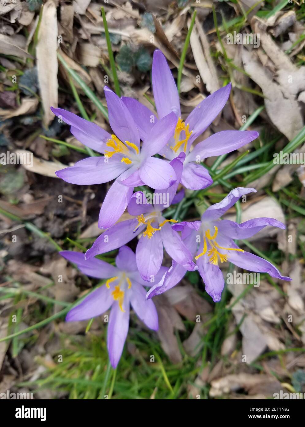 Purple Corcus flowers blooming in the woods for early spring landscapes ...
