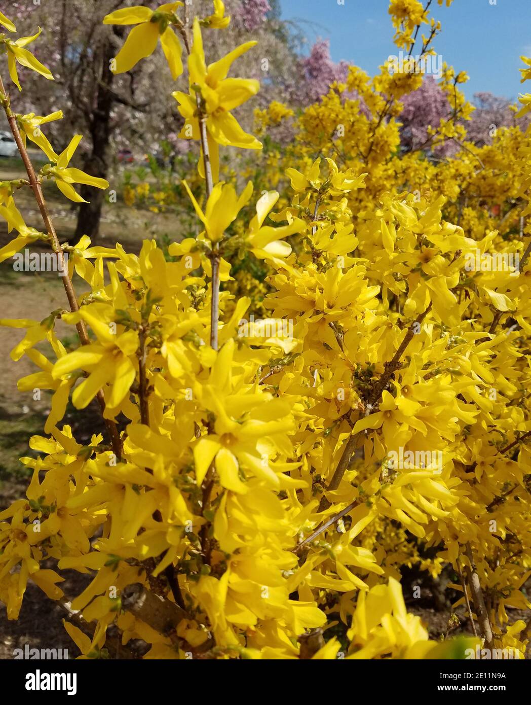 Early spring landscape with yellow bushes of Forsythia flowers in full ...
