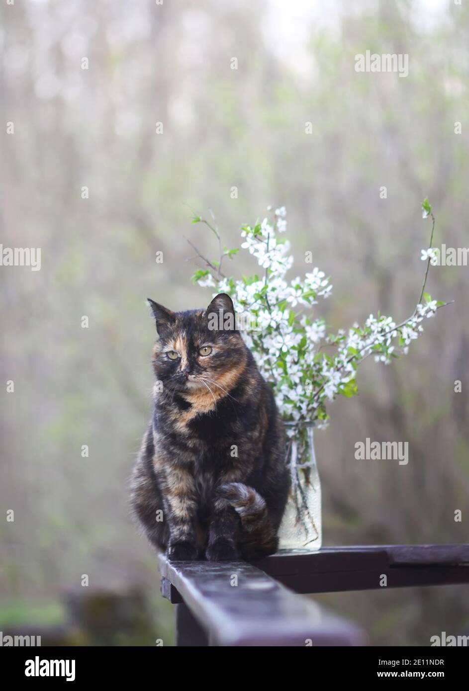 Domestic cat cherry tree hi-res stock photography and images - Alamy