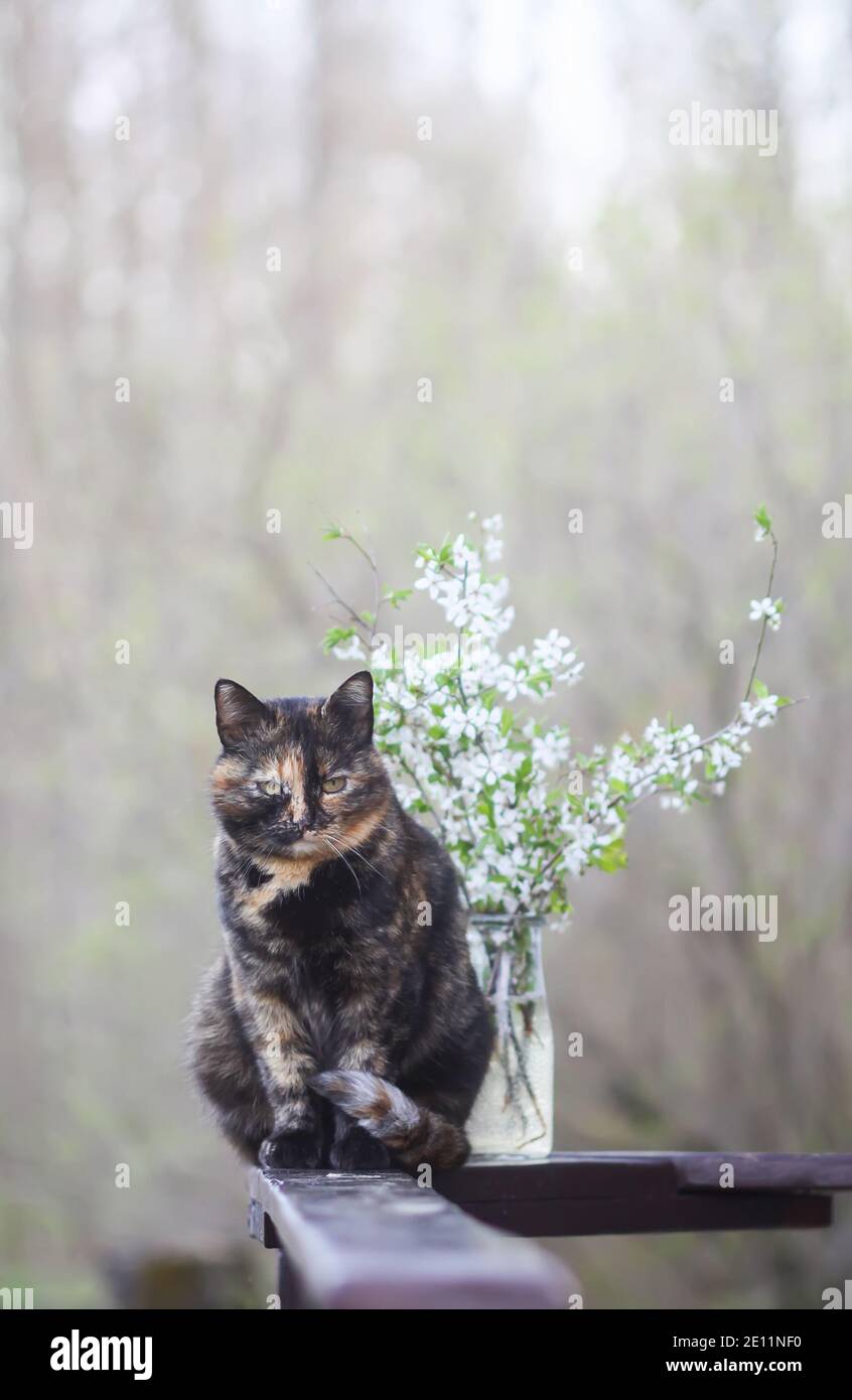 Domestic cat cherry tree hi-res stock photography and images - Alamy