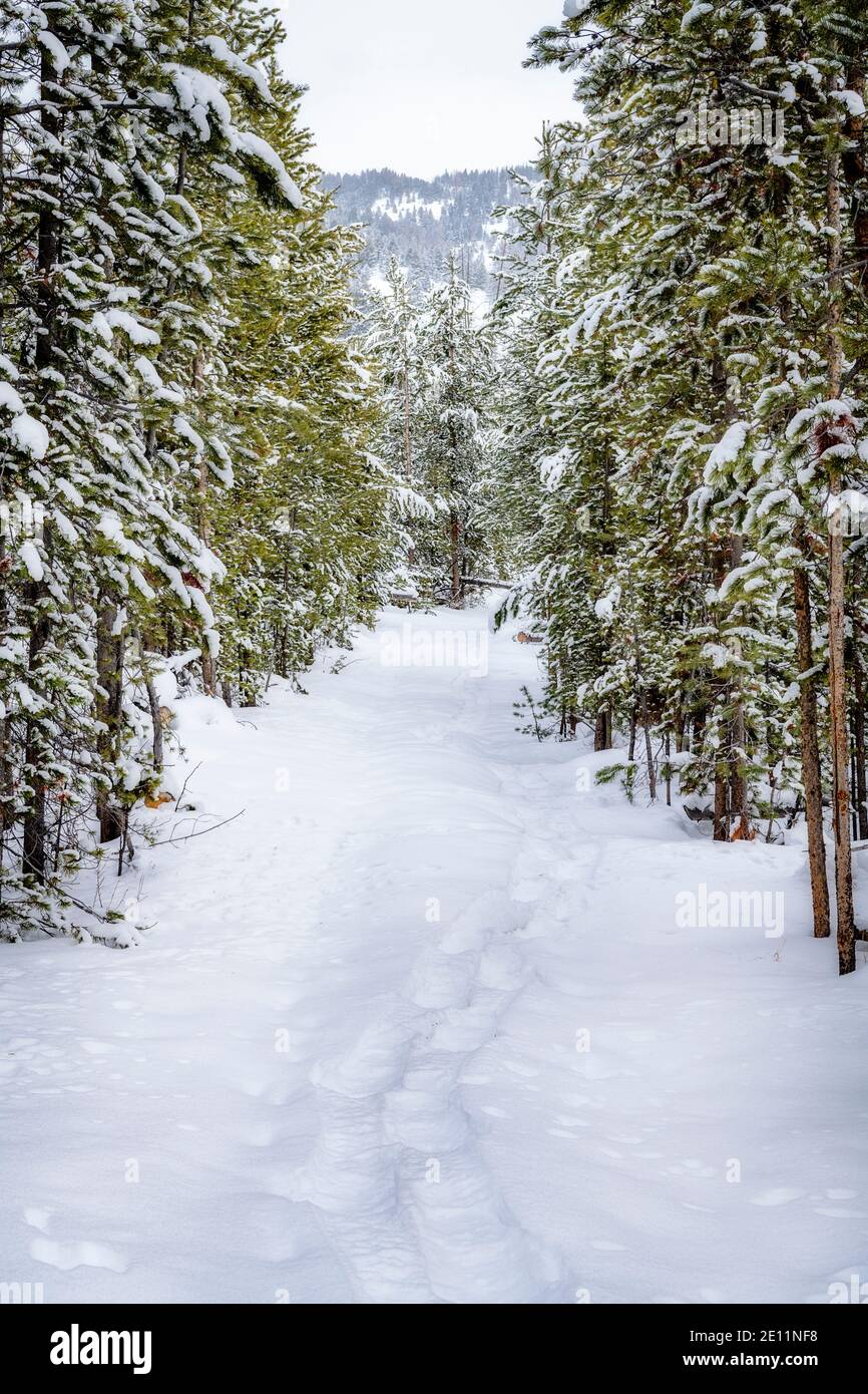 Tall Pines line a snow winter trail with snowshoe tracks Stock Photo ...