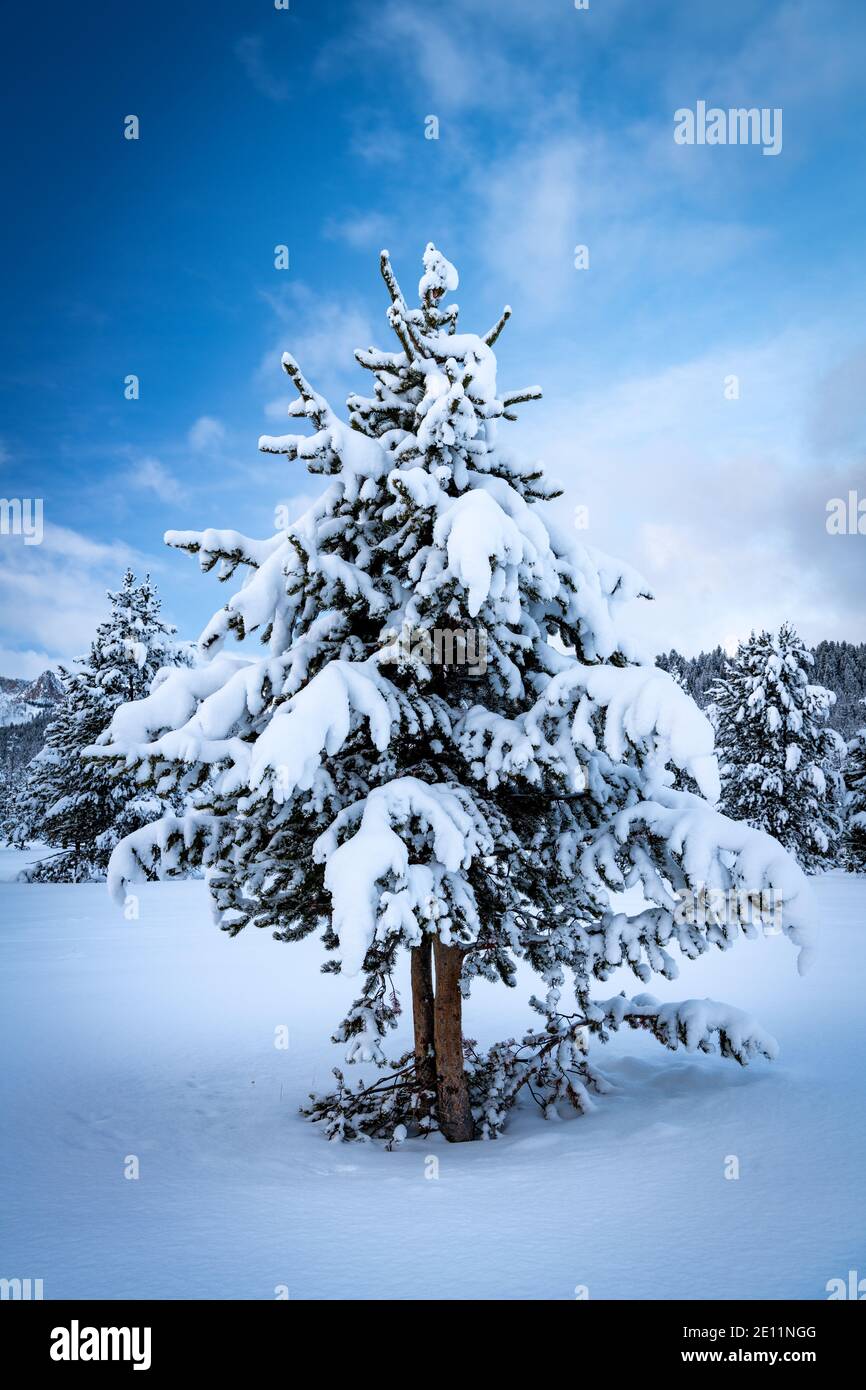 Little pine tree hi-res stock photography and images - Alamy