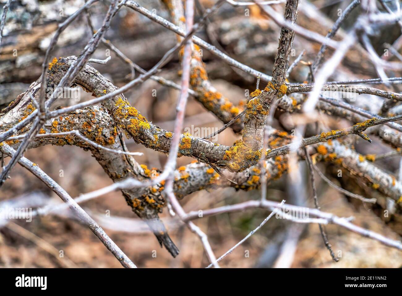 Spindly Tree High Resolution Stock Photography and Images - Alamy
