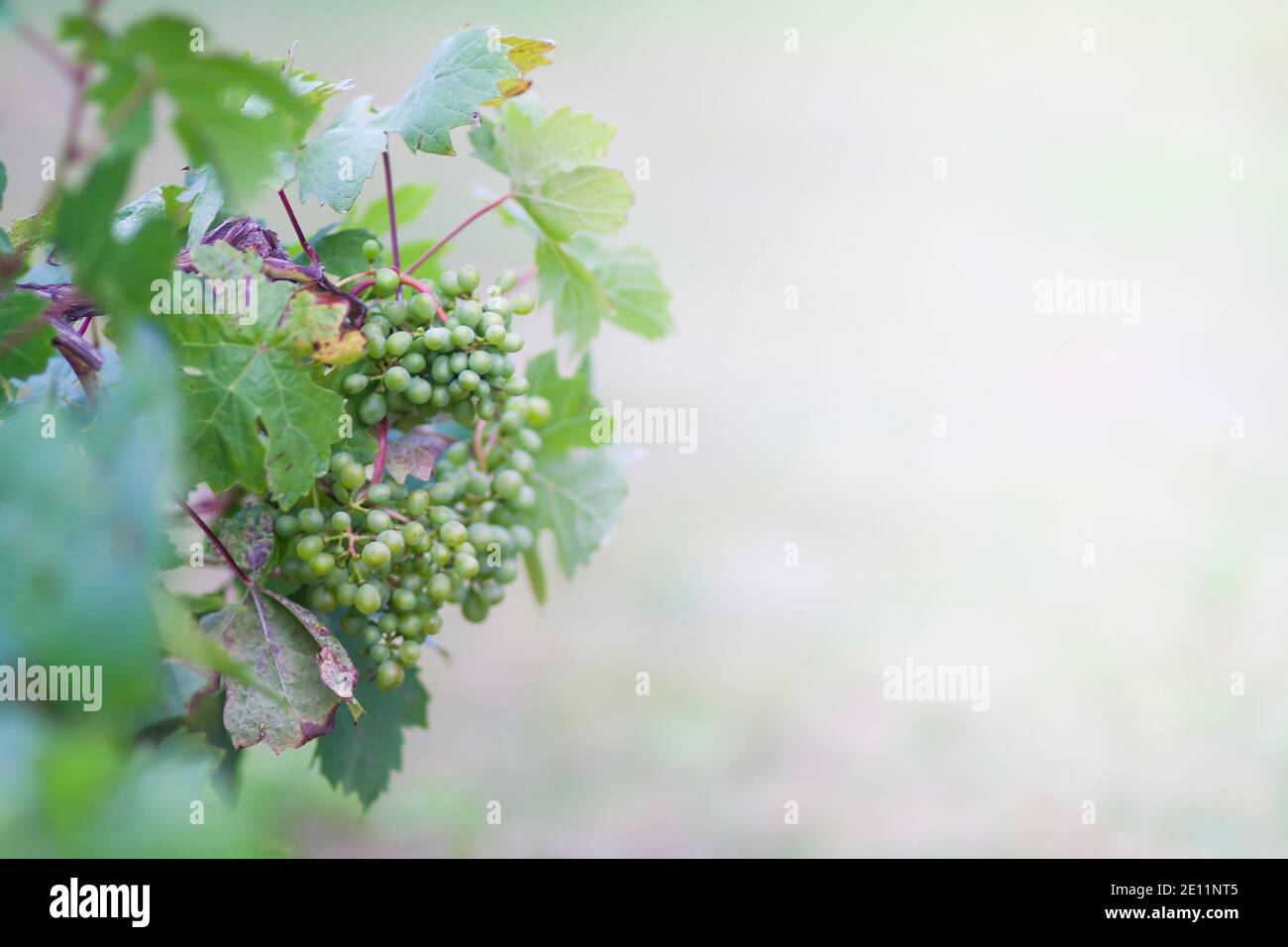 Young grape vine in summer garden Stock Photo - Alamy