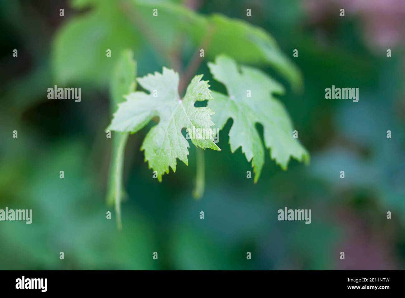 Young grape vine hi-res stock photography and images - Alamy