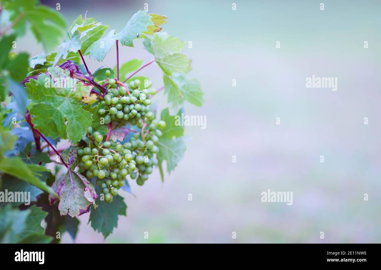 Young grape vine in summer garden Stock Photo - Alamy