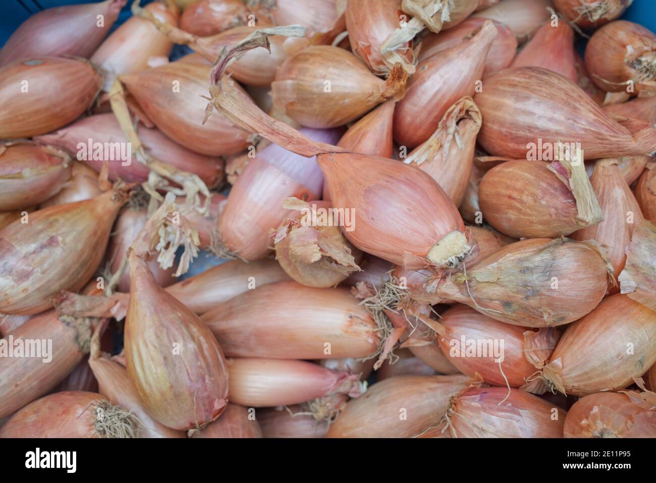Top view, Heap of shallot vegetable Stock Photo - Alamy