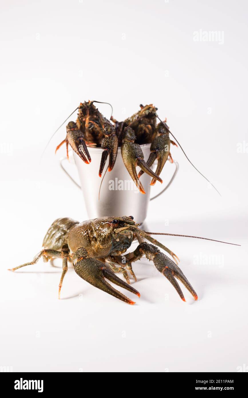 Crayfish live placed into metallic bucket isolated on a white ...